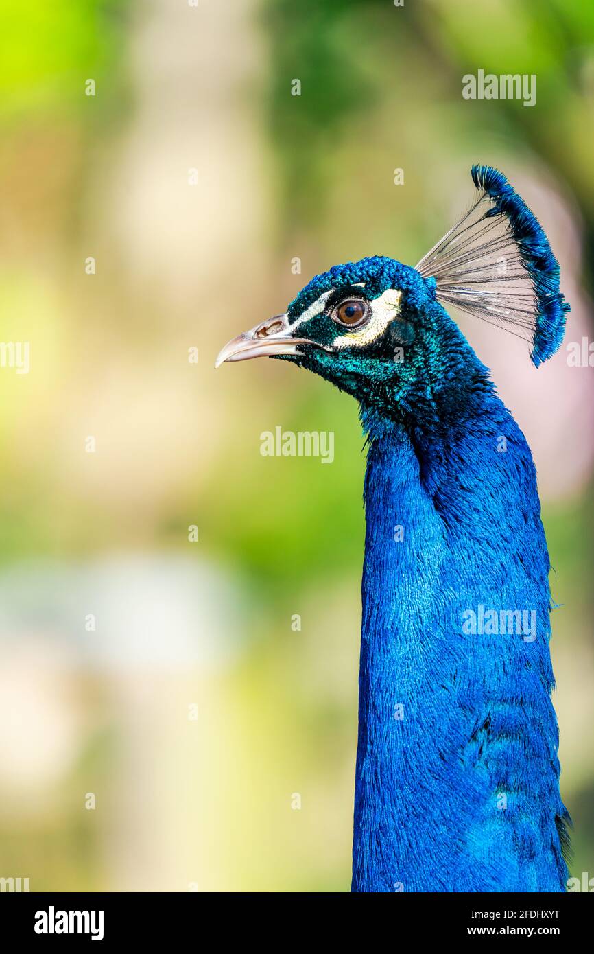 Peafowl genus pavo linnaeus hi-res stock photography and images - Alamy