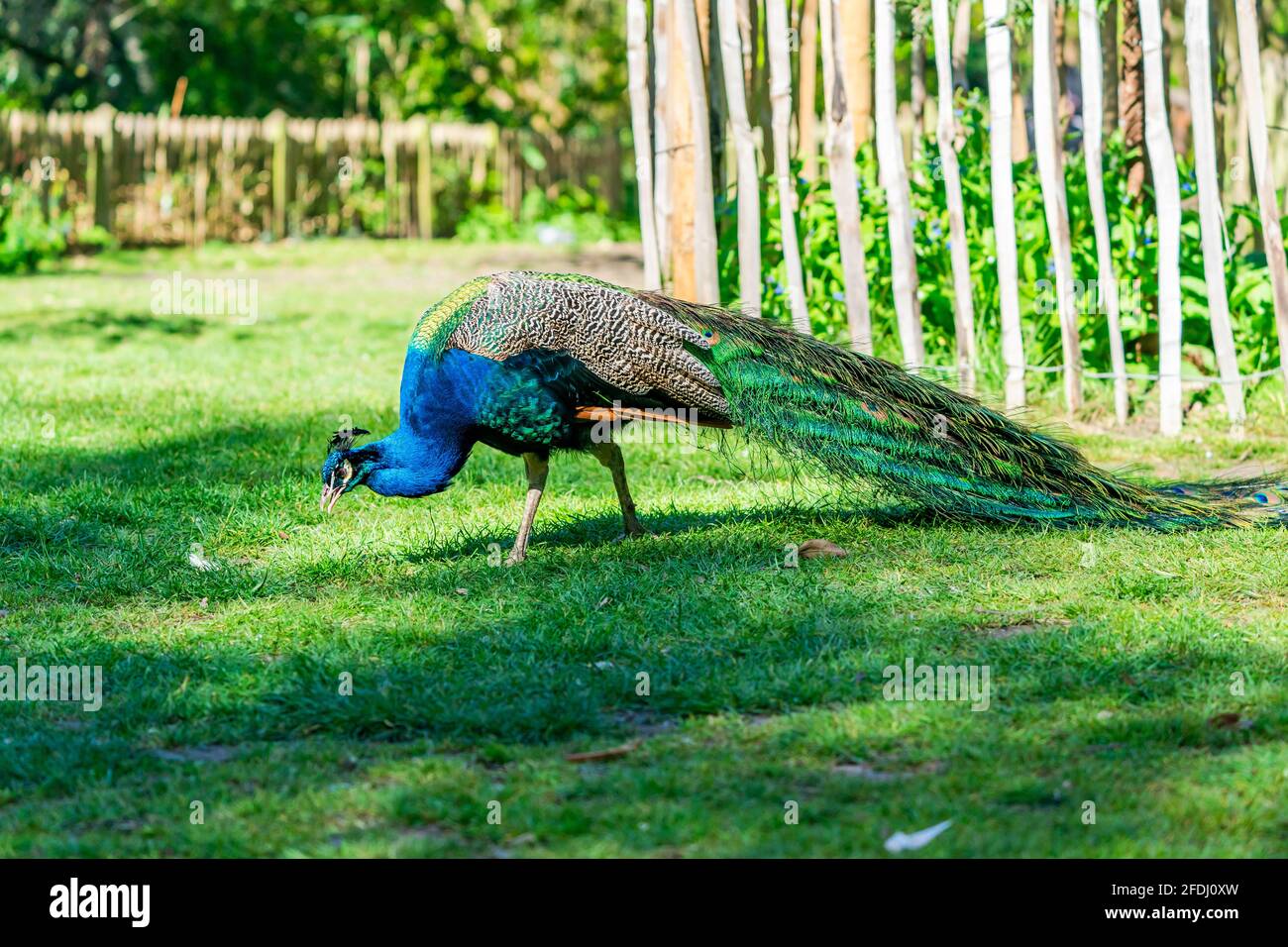 Peafowl genus pavo linnaeus hi-res stock photography and images - Alamy