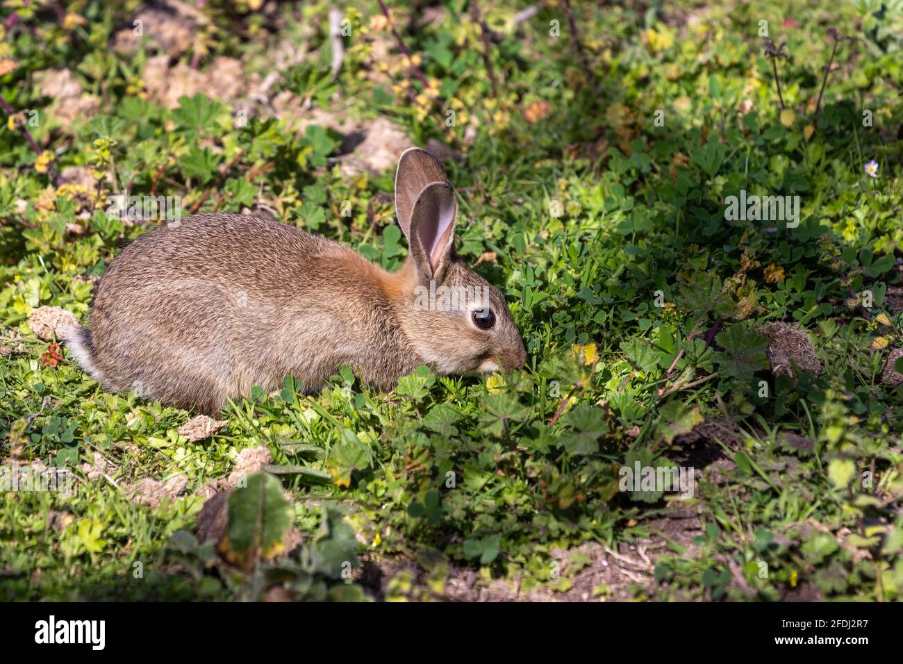 Green grass shrubs hi-res stock photography and images - Alamy