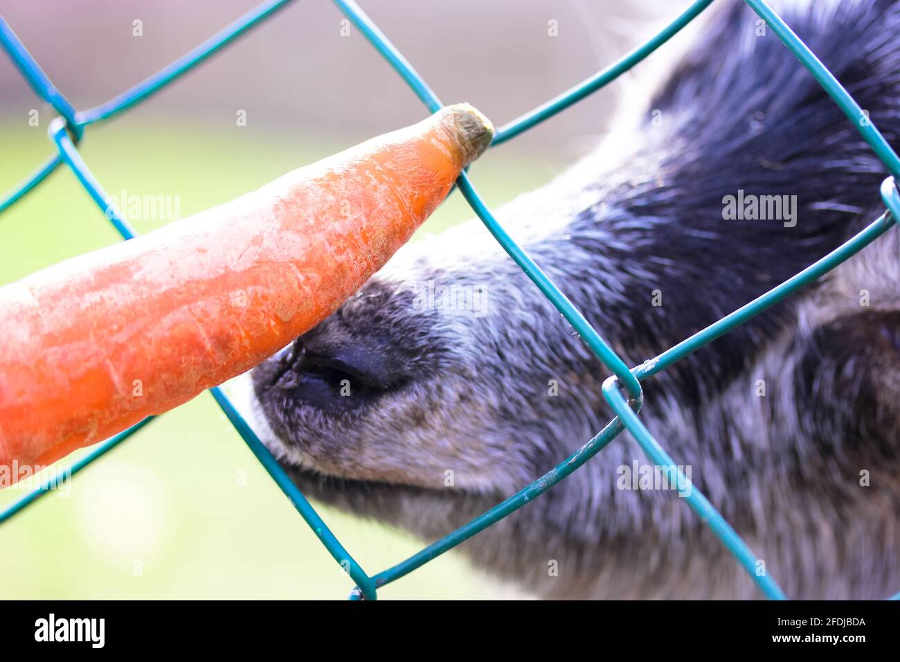 Feeding a goat with a carrot . Funny picture of a gray goat in a zoo ...