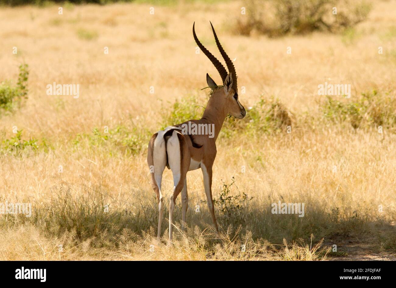 Body posture, tail position and rump colour gives a very strong visual ...