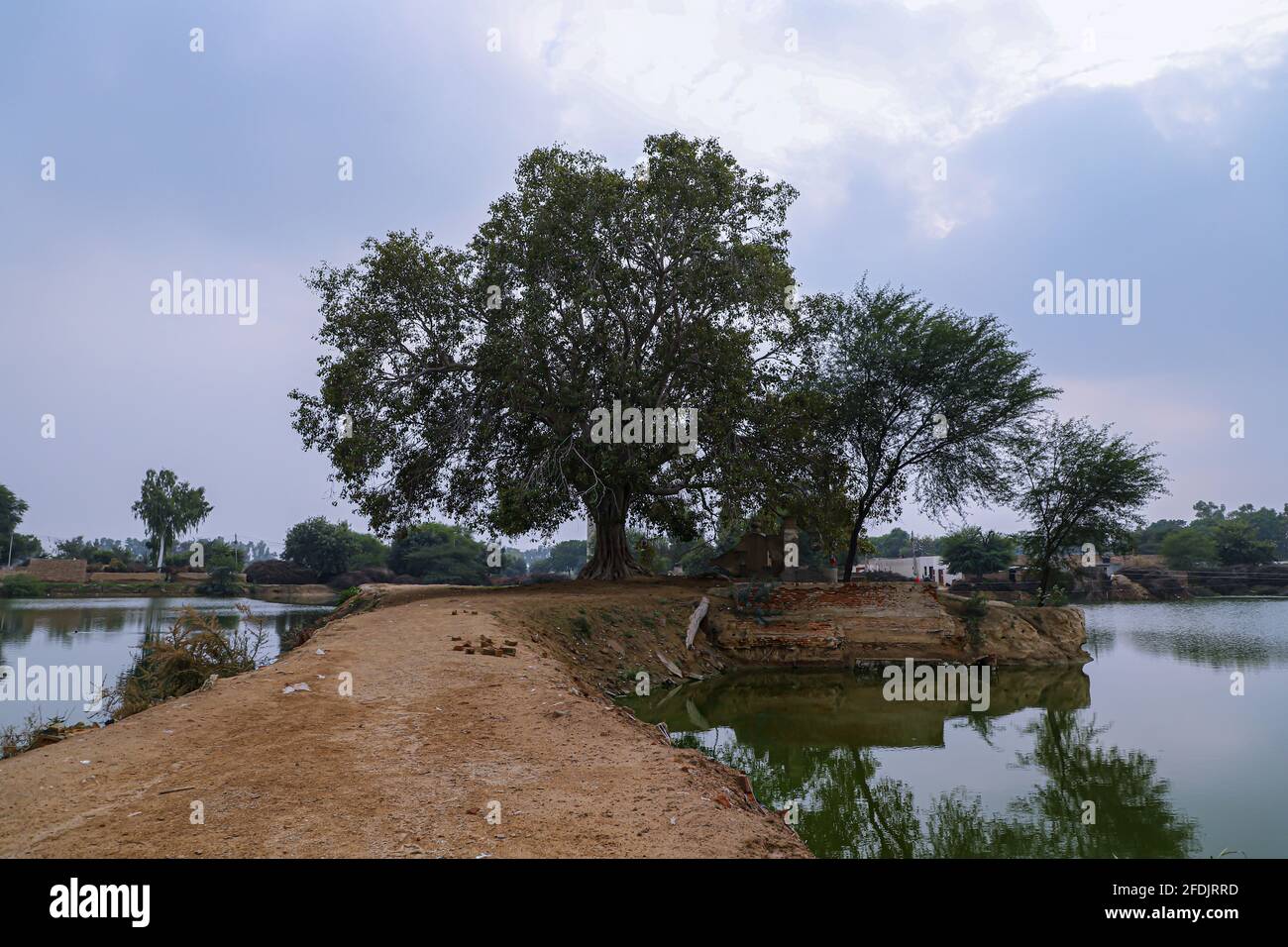an ancient ficus tree and water well near the pond in village of ...