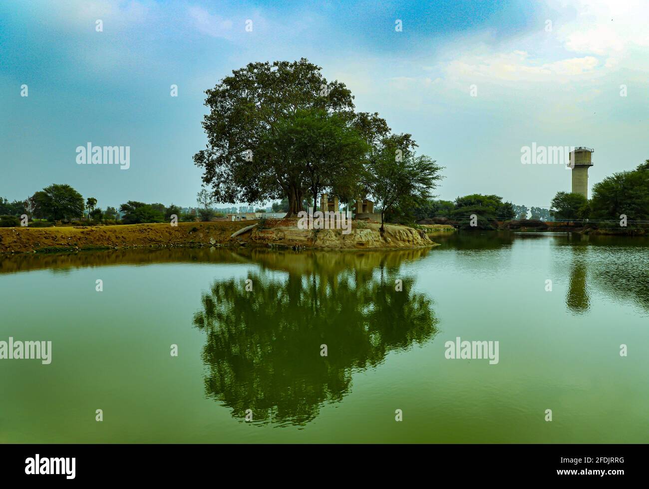 an ancient ficus tree and water well near the pond in village of ...