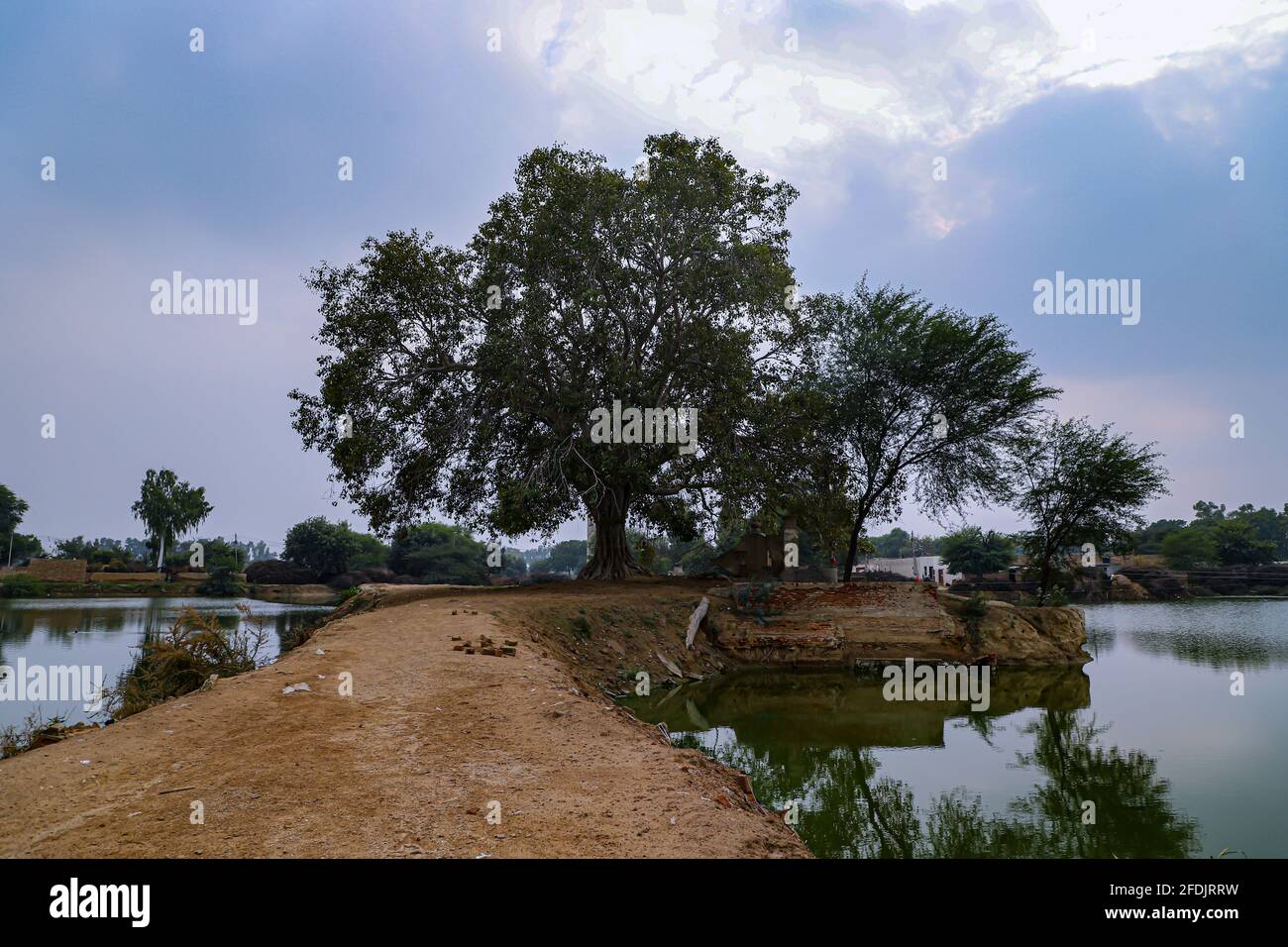an ancient ficus tree and water well near the pond in village of ...