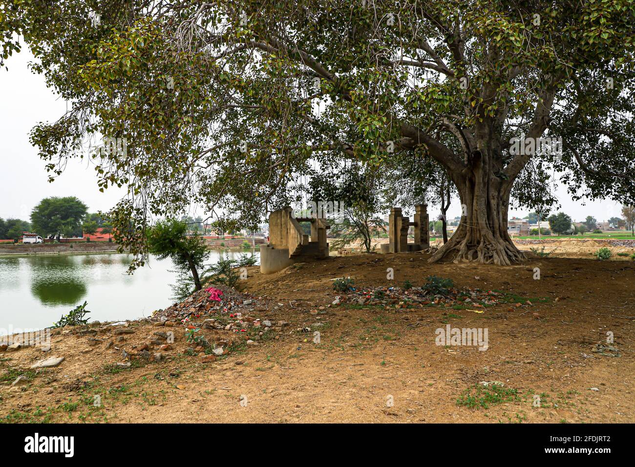 an ancient ficus tree and water well near the pond in village of ...