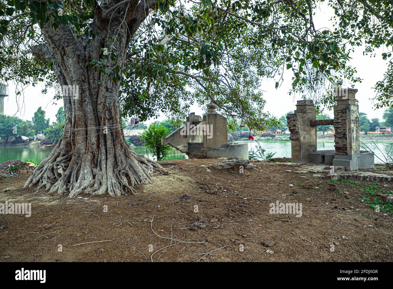 an ancient ficus tree and water well near the pond in village of ...