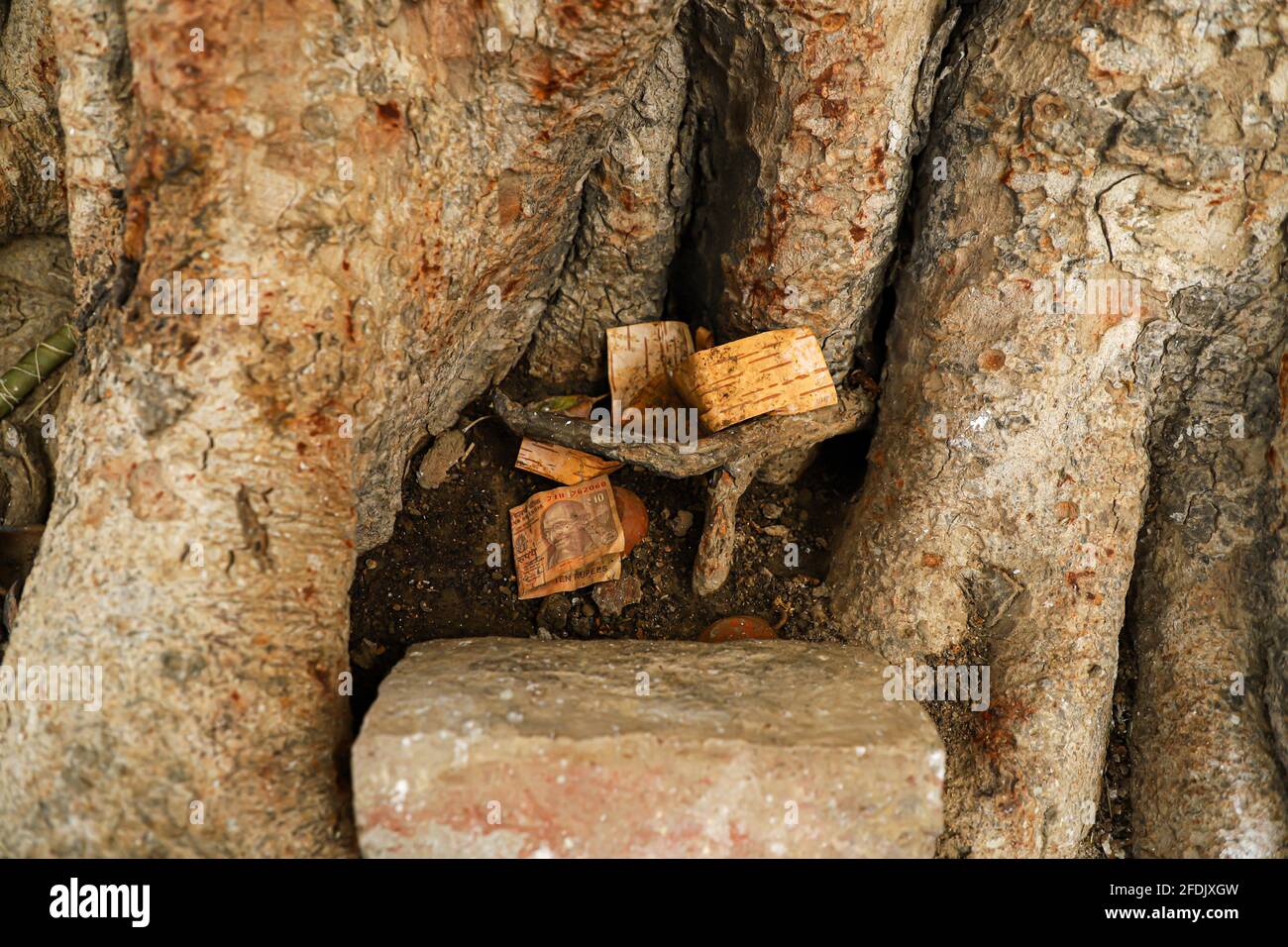 an ancient ficus tree in village of rajasthan Stock Photo - Alamy
