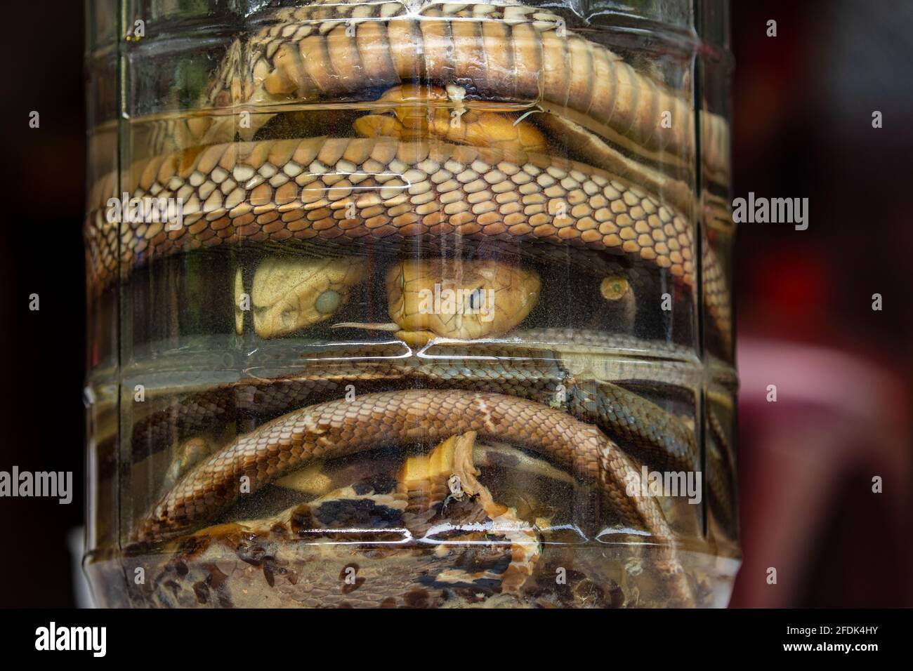 Snake Wine King Cobra