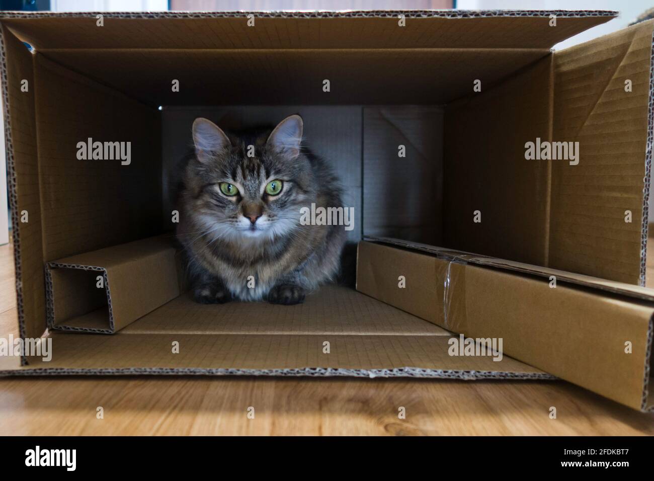 domestic cat inside a cardboard box Stock Photo - Alamy