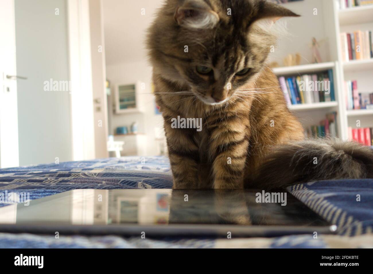 domestic cat attentive with a tablet game for cats Stock Photo - Alamy