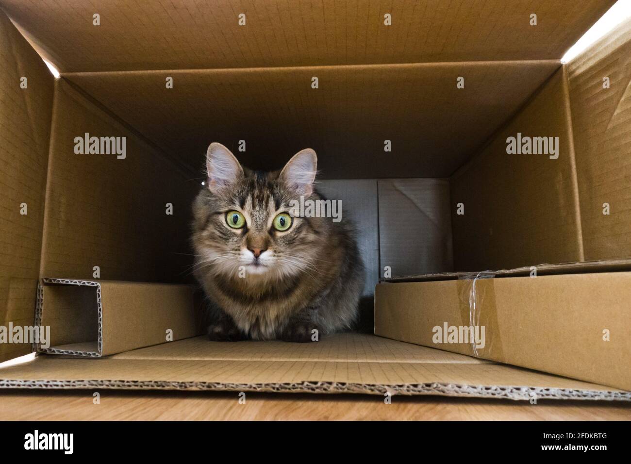 domestic cat inside a cardboard box Stock Photo - Alamy