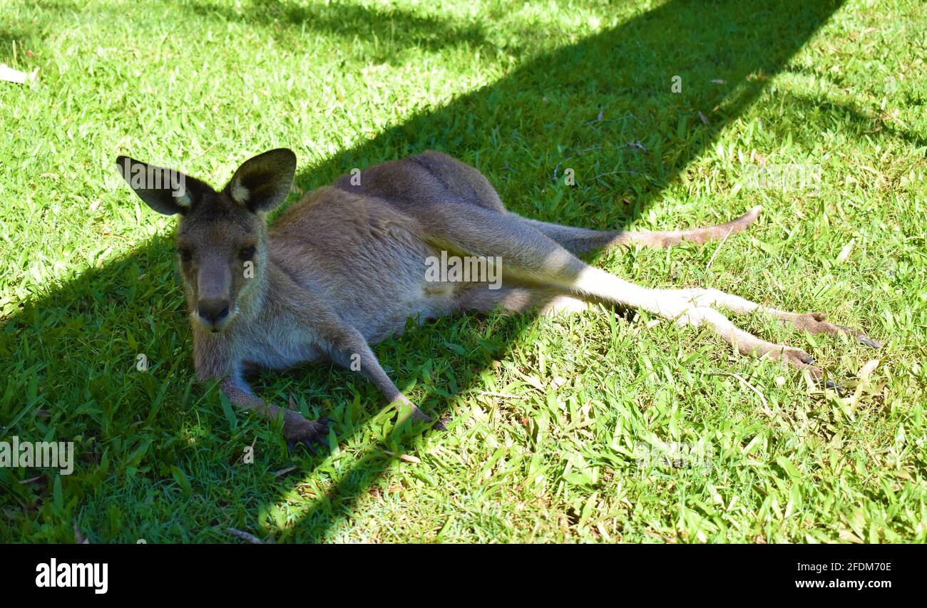 Resting kangaroo hi-res stock photography and images - Alamy