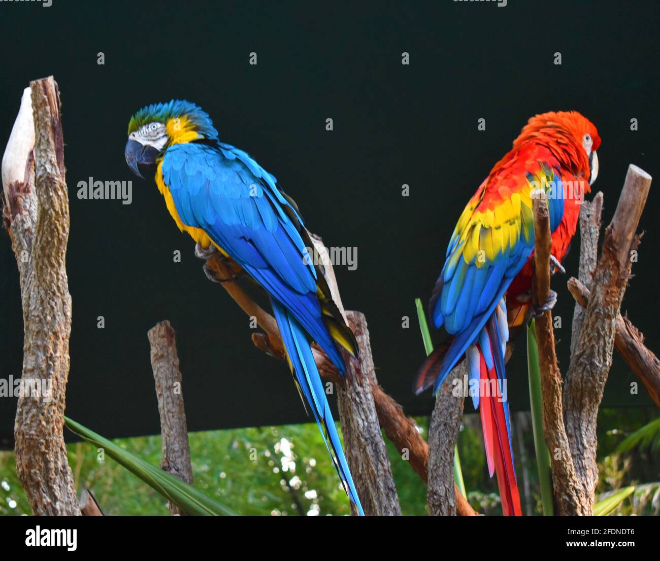Colorful Images Of Animals