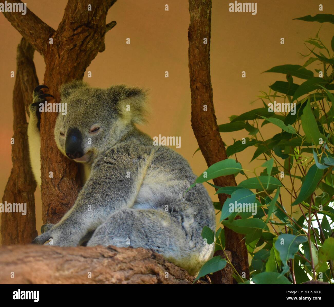 Koala sleeping in Tree Stock Photo - Alamy