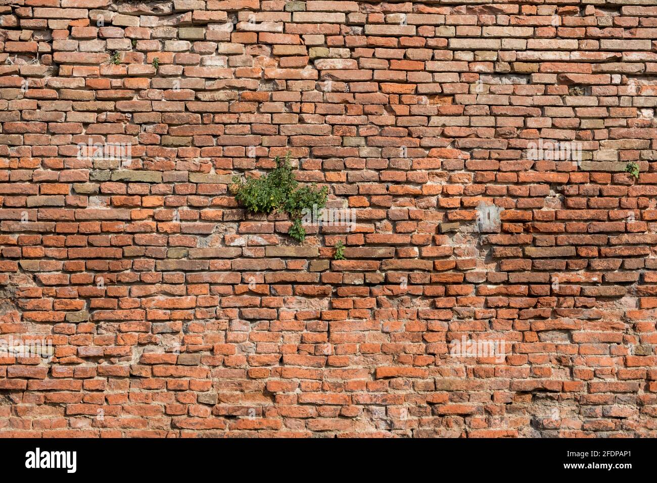 Old Roman built red brick wall with one plant growing through, Italy ...