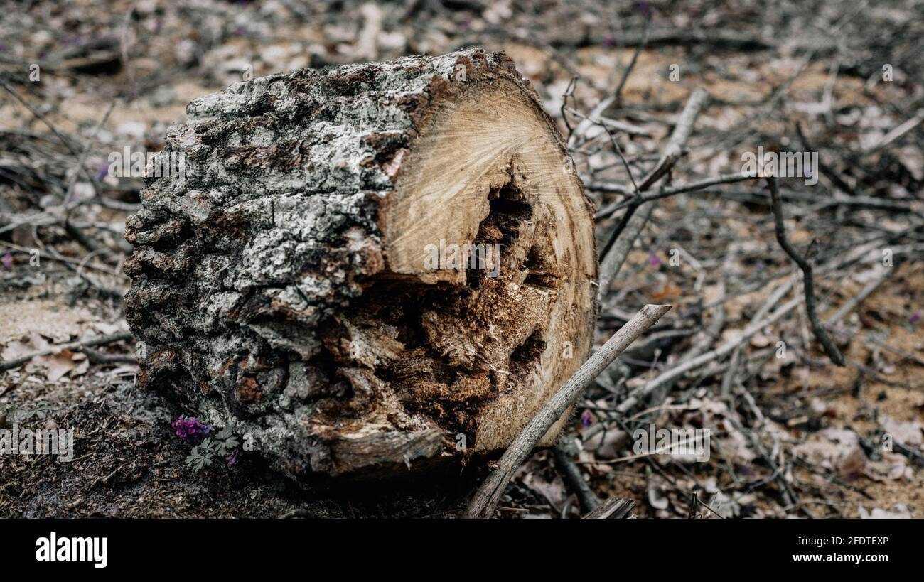 Old rotten stump roots hi-res stock photography and images - Alamy