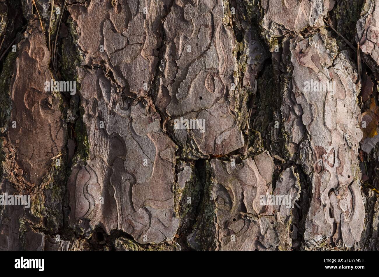 Pine layers hi-res stock photography and images - Alamy