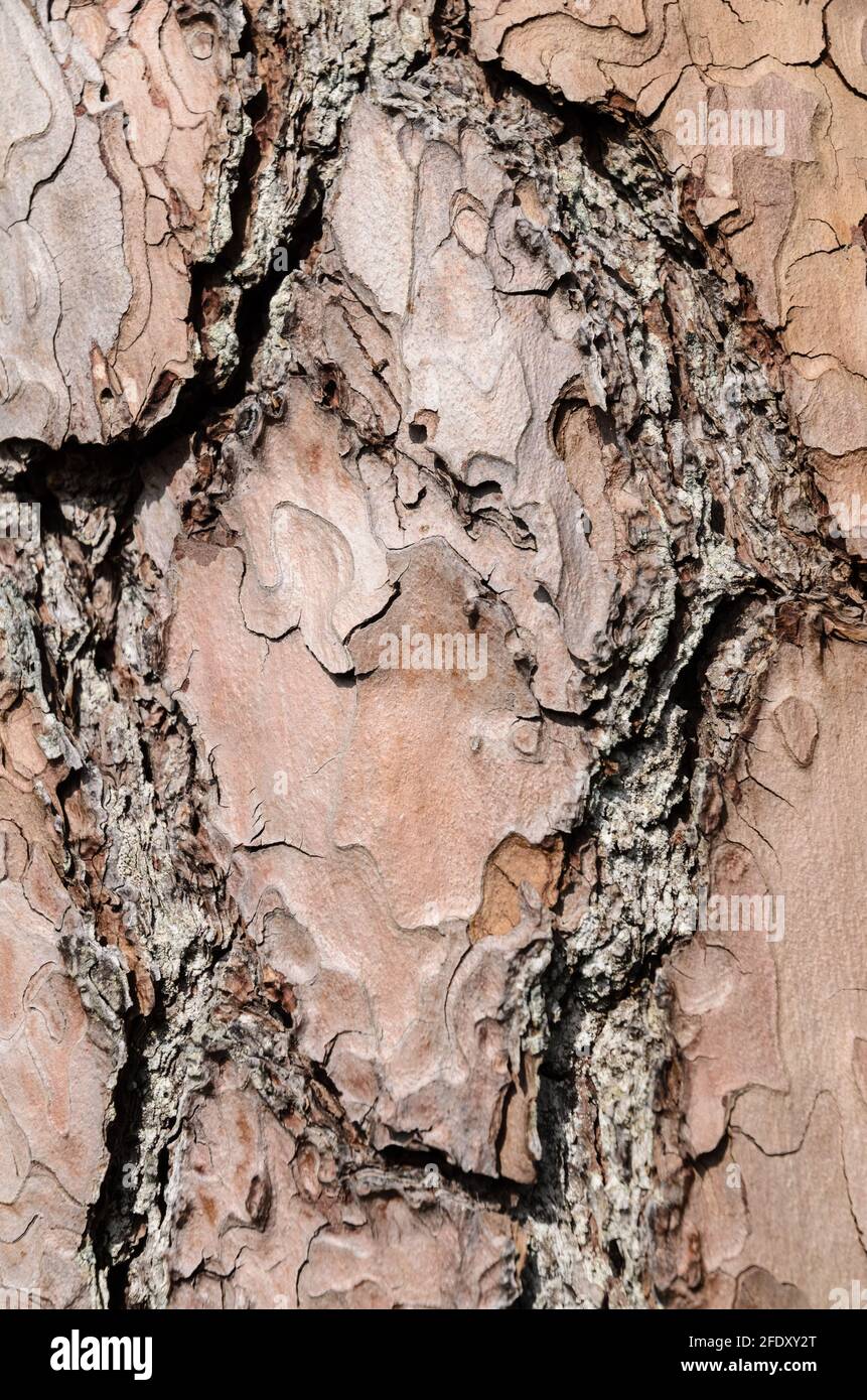 Pine layers hi-res stock photography and images - Alamy