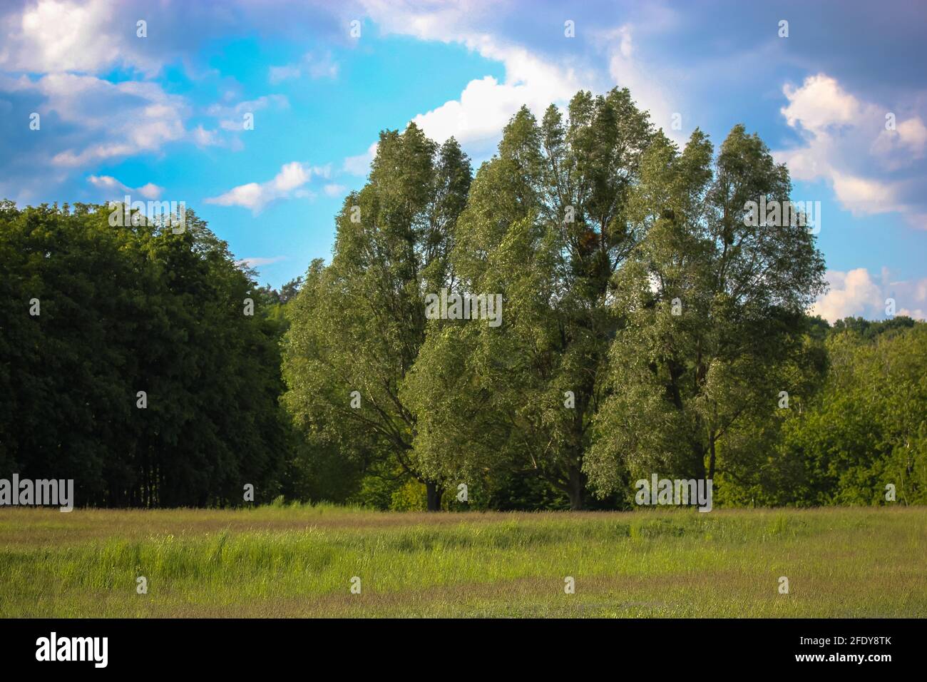 Temperate broadleaf and mixed forest. Natural spring or summer ...