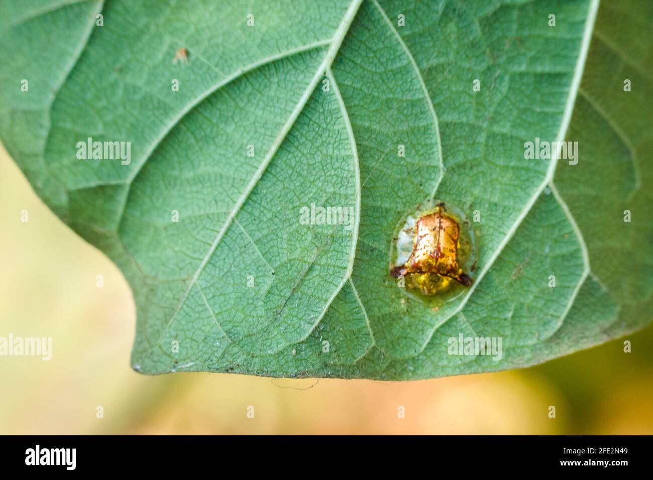 A tortoise shell beetle sitting on a leaf at a park in Mumbai Stock ...