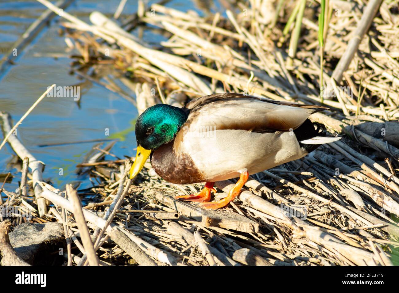 Small mallard duck near the Stock Photo - Alamy