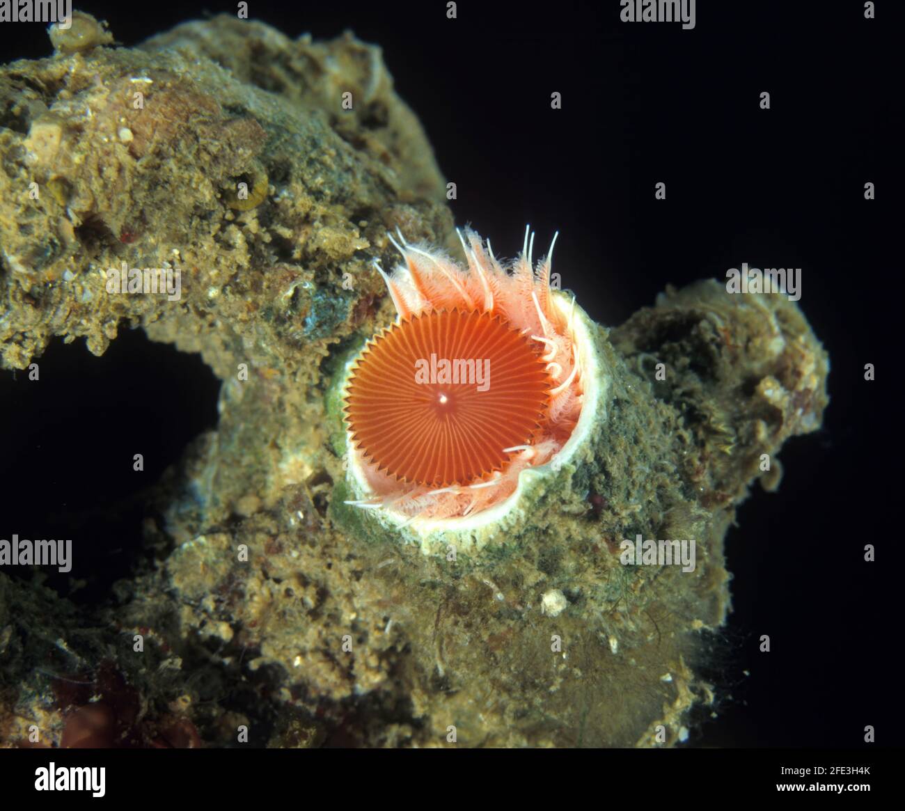 Calcareous Tube Worm Serpula Vermicularis High Resolution Stock ...