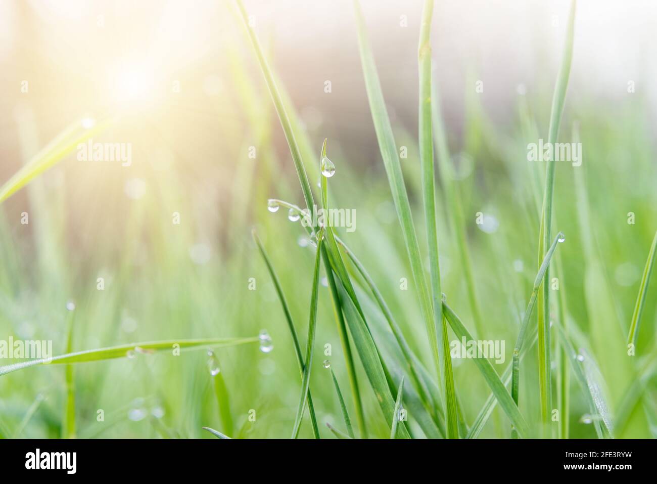 Dew drops on fresh green grass spring natural green background Stock ...