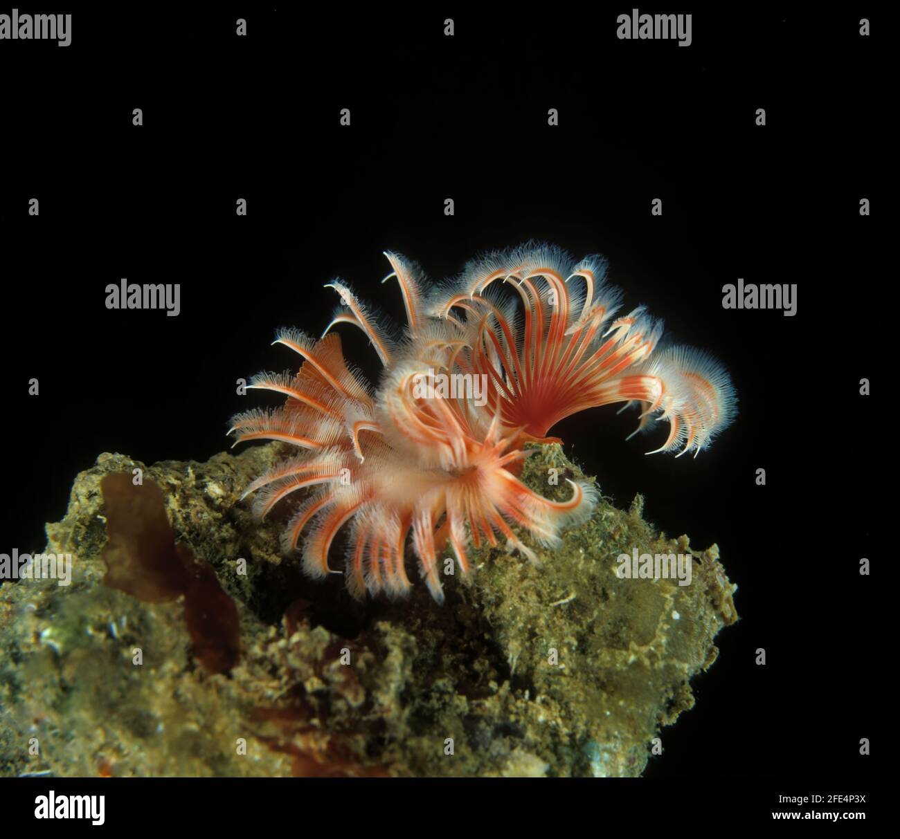 Calcareous Tubeworm High Resolution Stock Photography and Images - Alamy