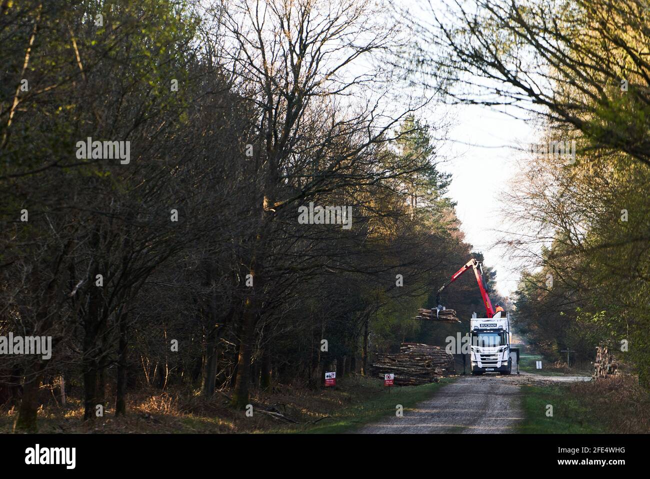 Lorry loading up cutdown trees in a Forest in the UK Stock Photo - Alamy