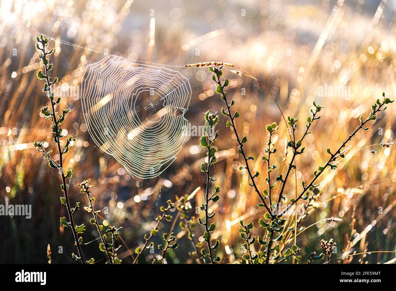 Spider web between branches of small plants and illuminated by the ...