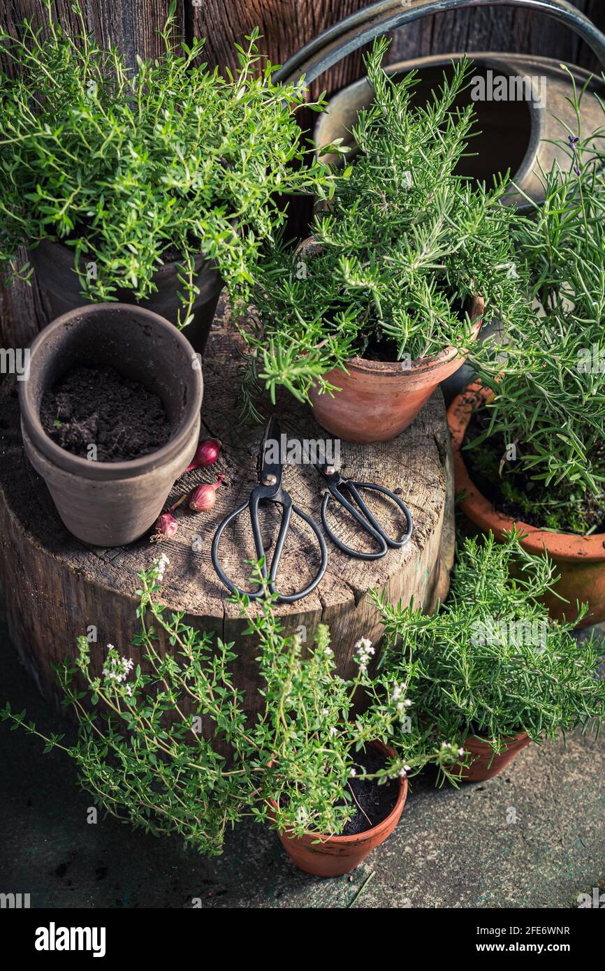 Herbs in pots hi-res stock photography and images - Alamy