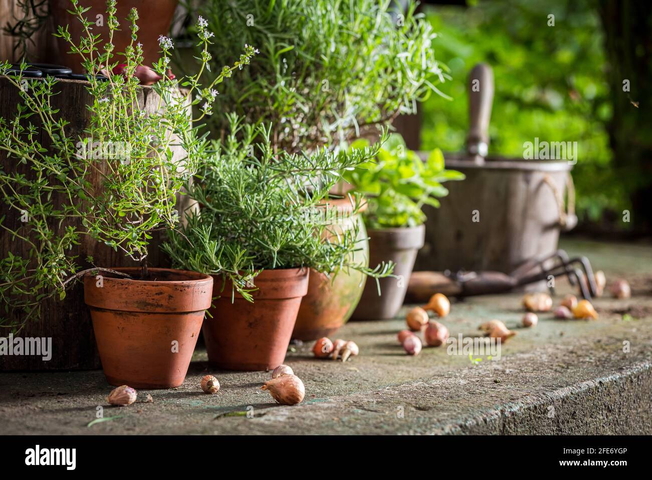 Homegrown green herbs on the old porch. Rustic garden in summer ...