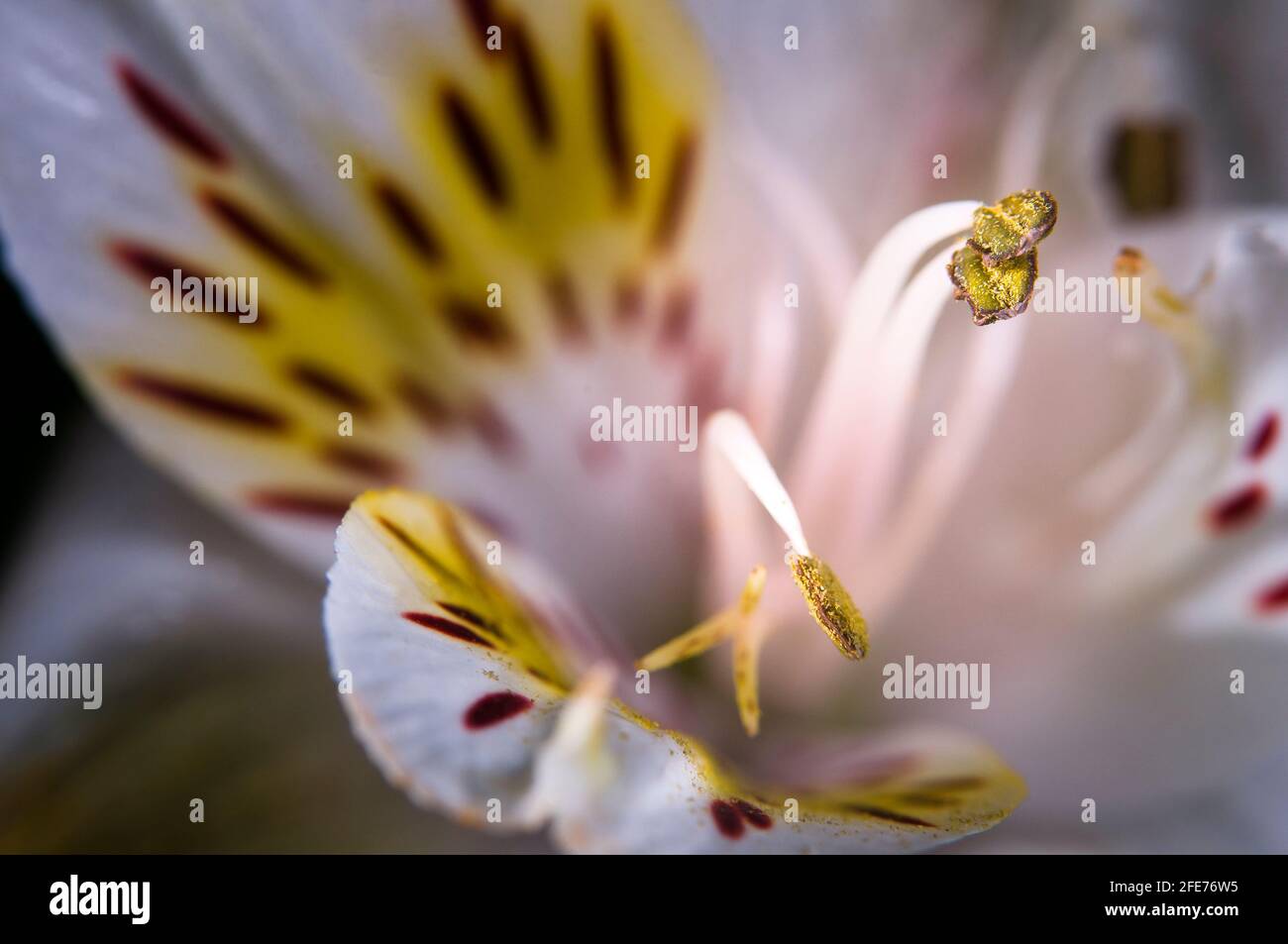 Alstroemeria fuji hi-res stock photography and images - Alamy
