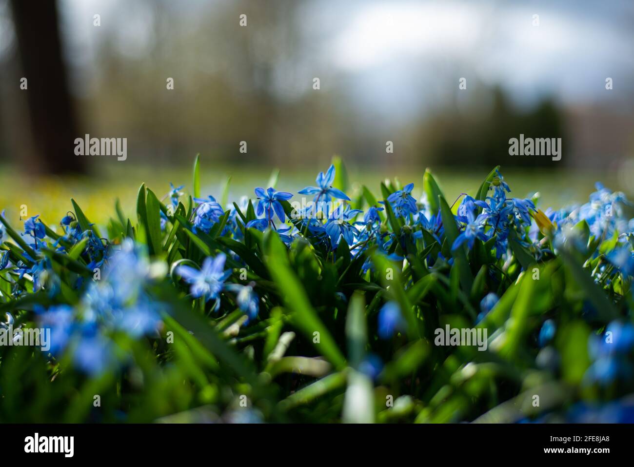 Blue snowdrop flowers in early spring in the forest. Macro photography ...