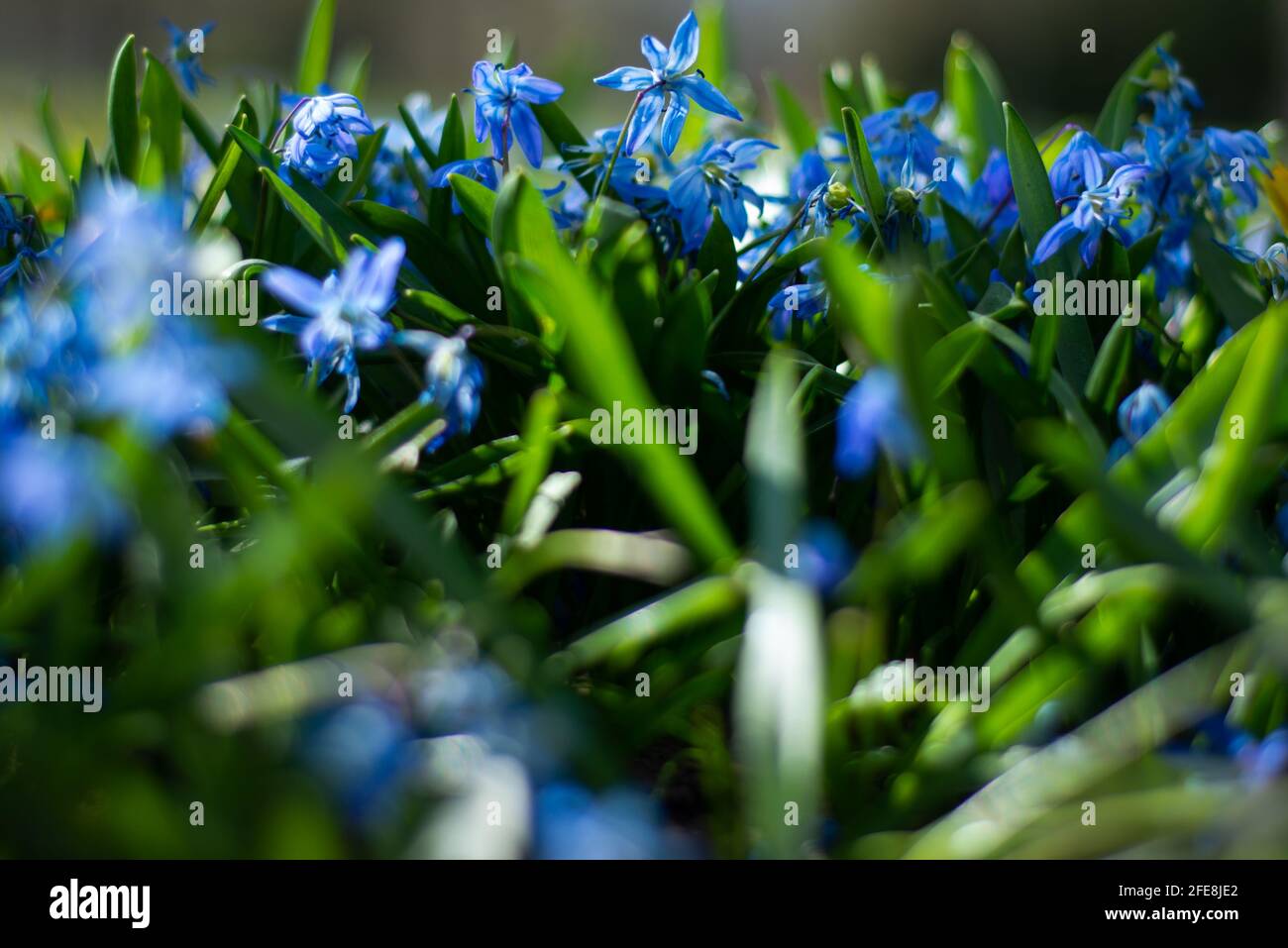 Blue snowdrop flowers in early spring in the forest. Macro photography ...