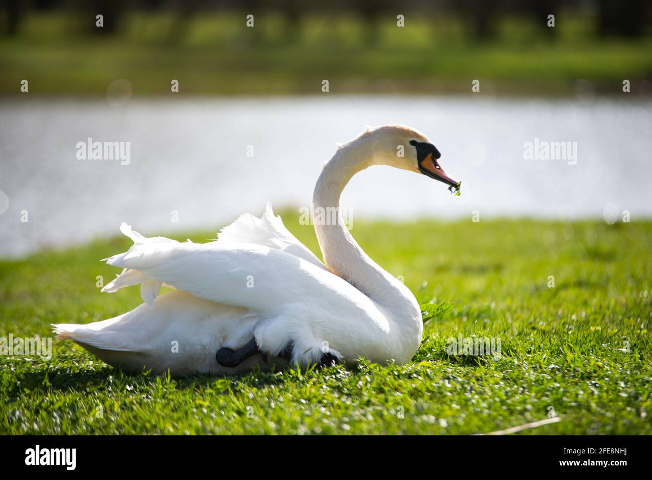 white swan eats grass. The swan is on the edge of the pond and eats ...