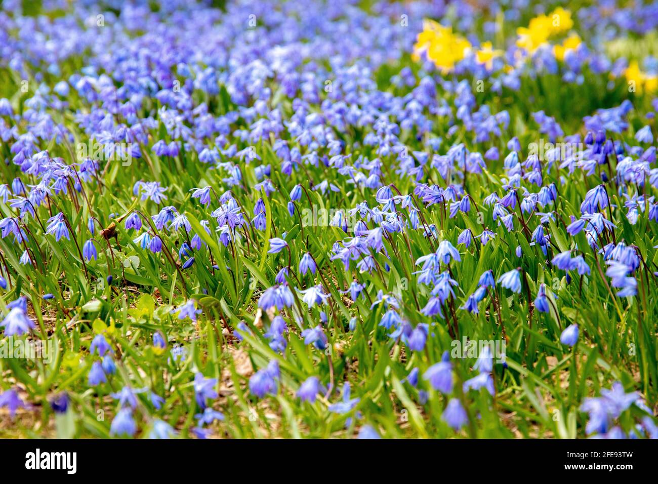 Scilla siberica proleska (Siberian blue flower) field Stock Photo - Alamy