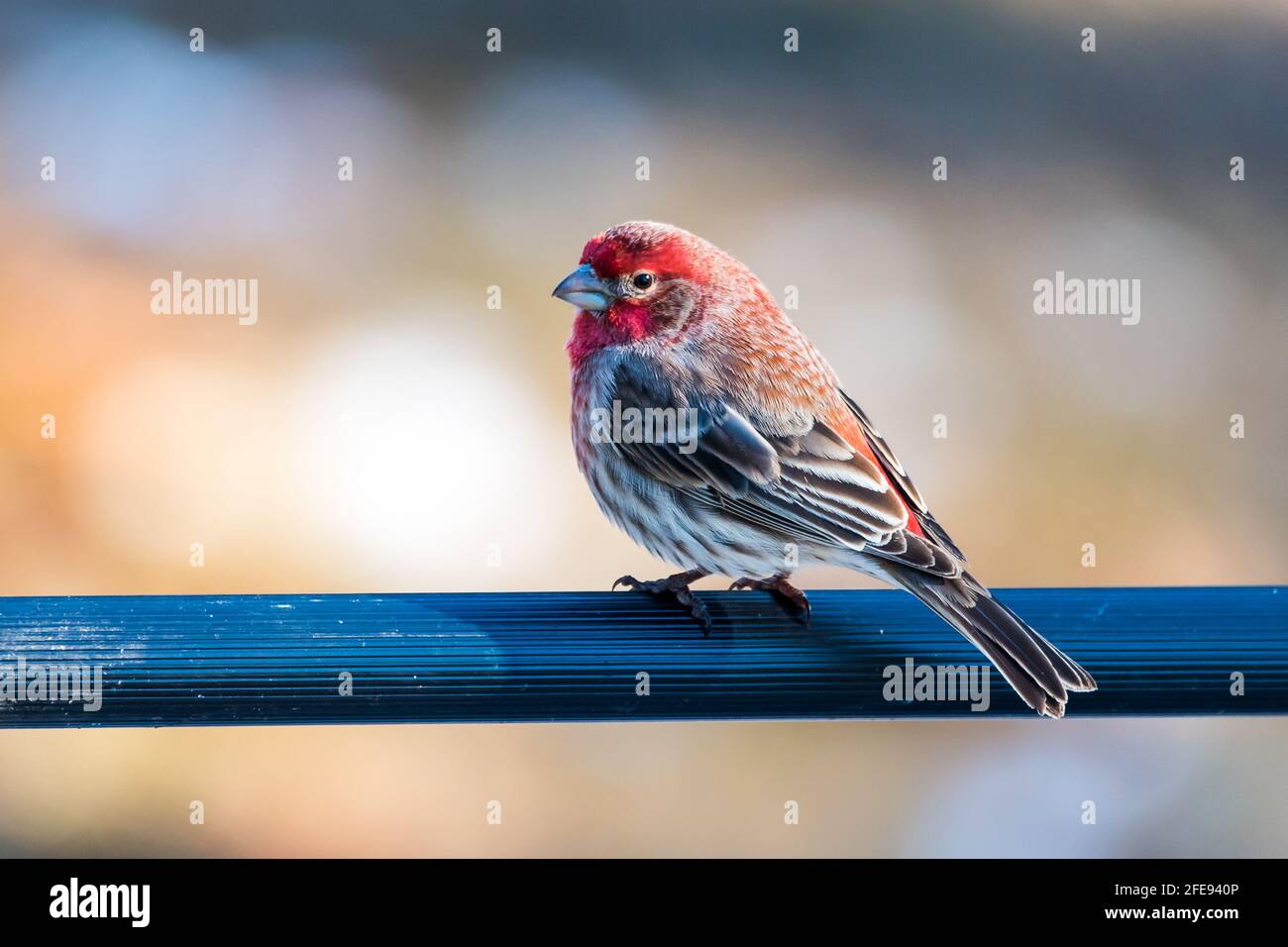 House finch perched on a black metal bar Stock Photo - Alamy