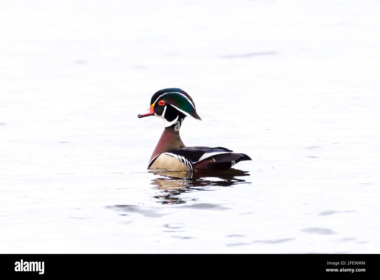 Male in swamp Cut Out Stock Images & Pictures - Alamy