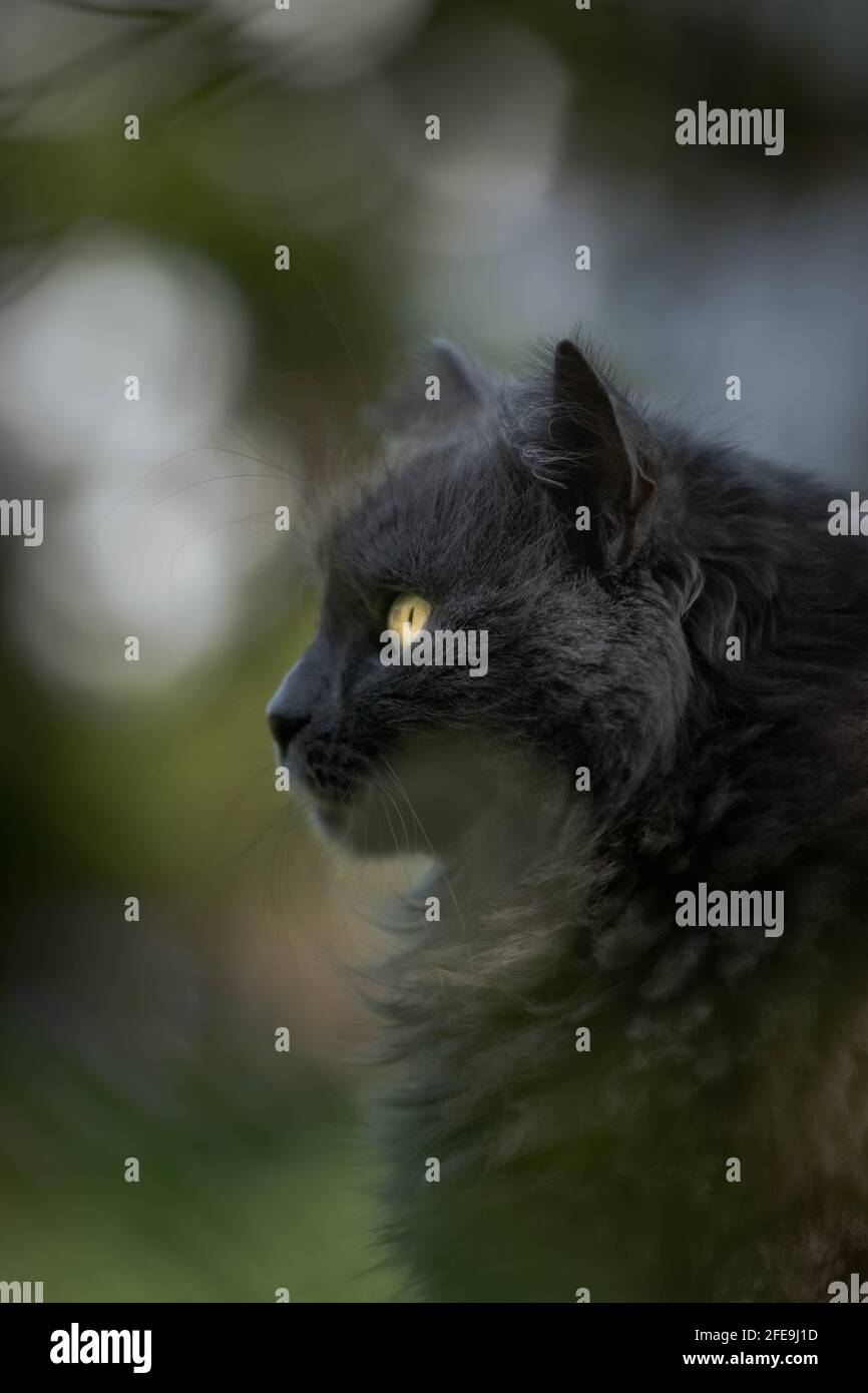 Photos of a cat in nature Stock Photo - Alamy