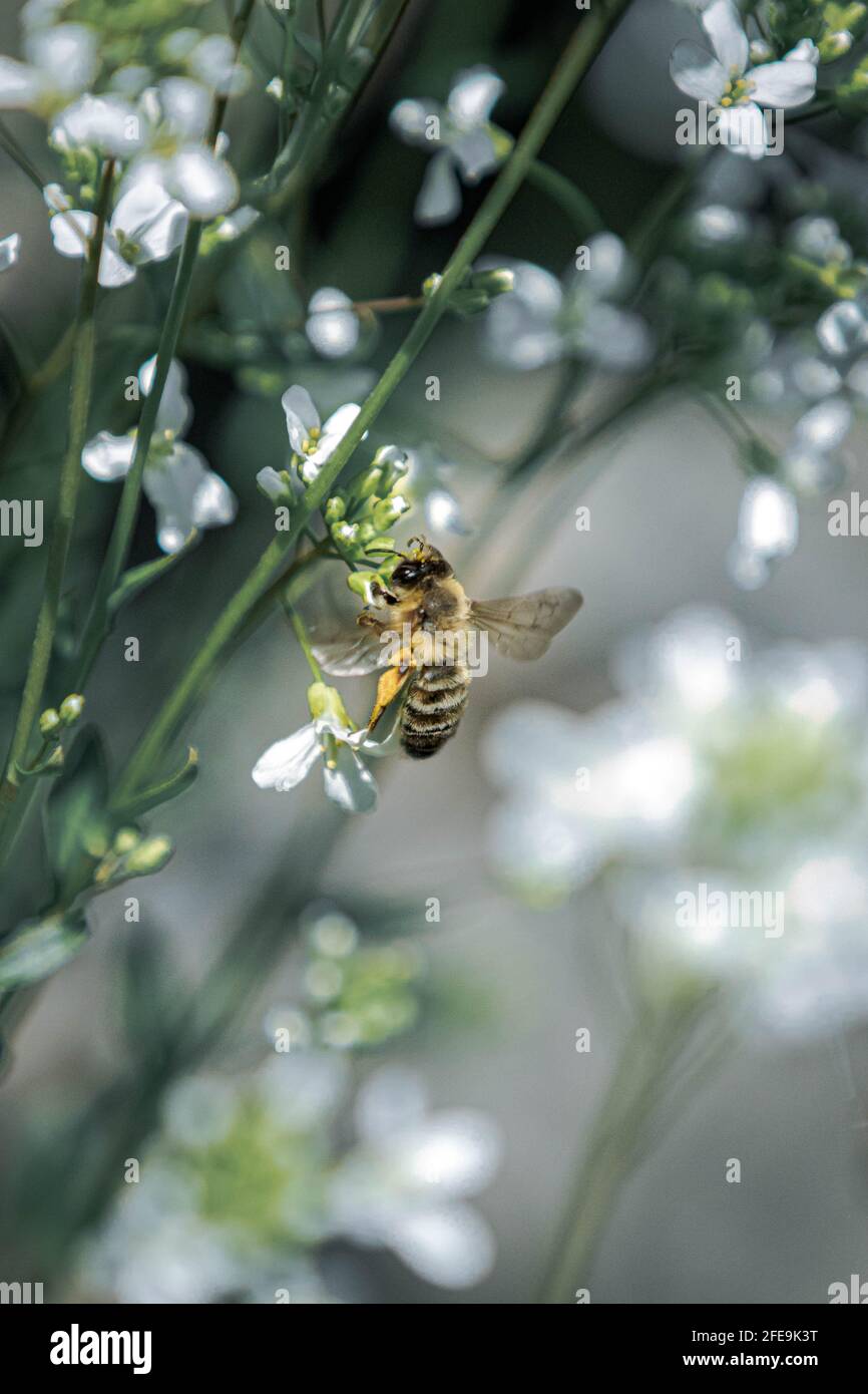 Close photos of a bee in nature Stock Photo - Alamy