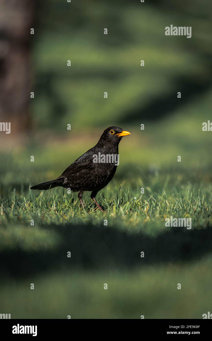 Sharp bird photos hi-res stock photography and images - Alamy