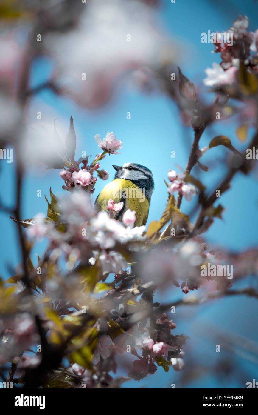 Sharp bird photos hi-res stock photography and images - Alamy