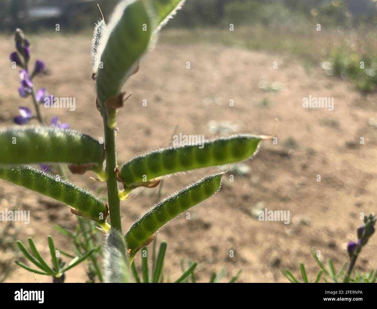Closeup of peas growing in a farm field under the sunlight with a ...