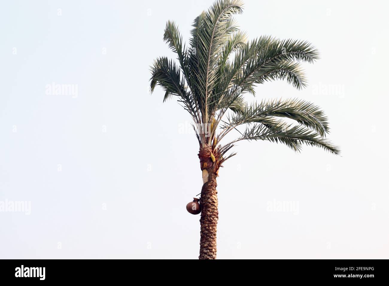 Dates palm tree arabic hi-res stock photography and images - Alamy
