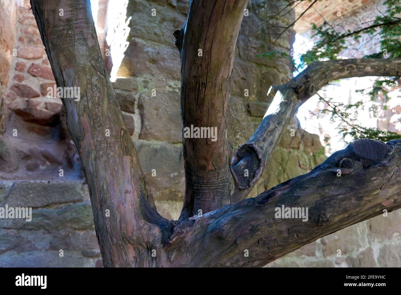 Closeup shot of a tree against a stone wall Stock Photo - Alamy