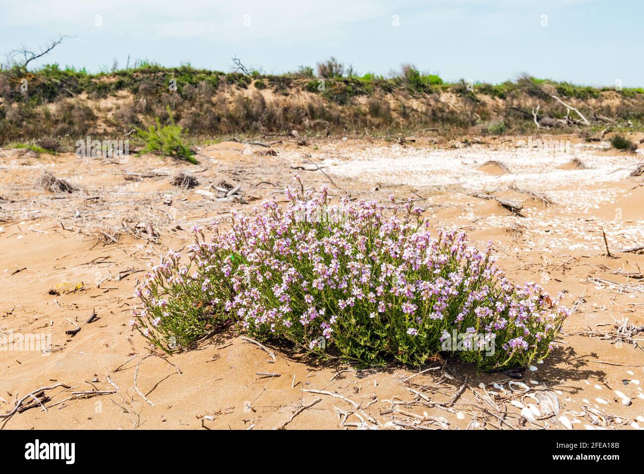 Cakile maritima known as European searocket Stock Photo - Alamy