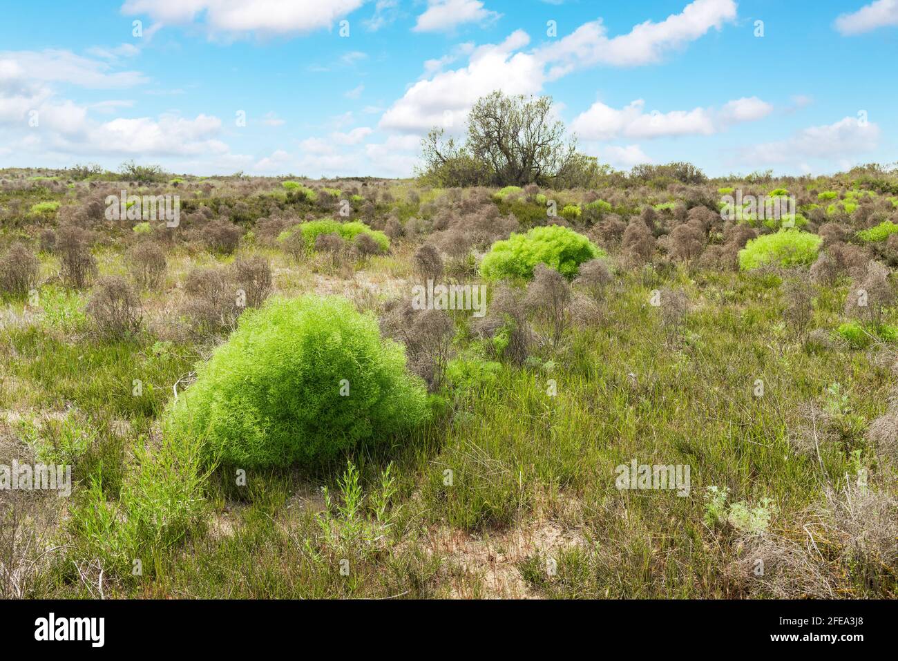 Shrub steppe hi-res stock photography and images - Alamy