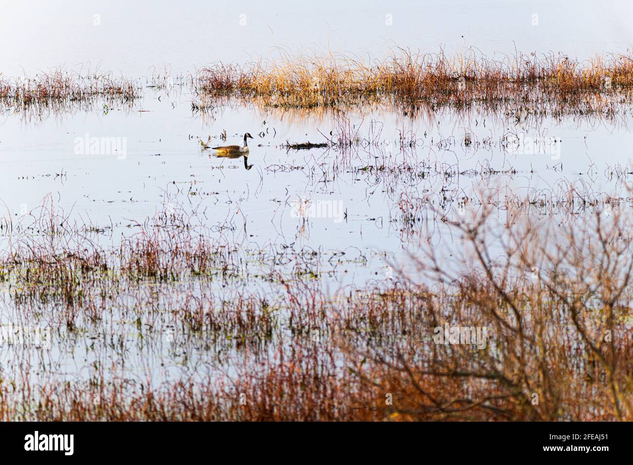 Ohio marsh hi-res stock photography and images - Alamy