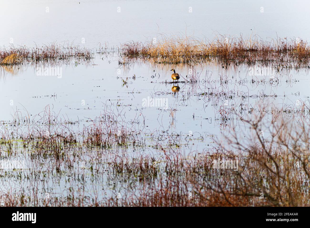 Ohio marsh hi-res stock photography and images - Alamy